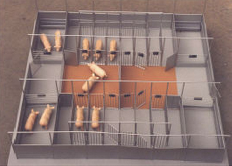 Manejo básico de cerdos: el verraco – 3 – detalles - El Sitio Porcino